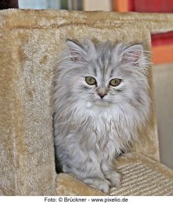 Katzenrasseportrait - Die Perserkatze